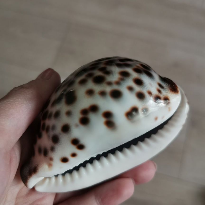 Ракушка ципрея тигровая (каури)