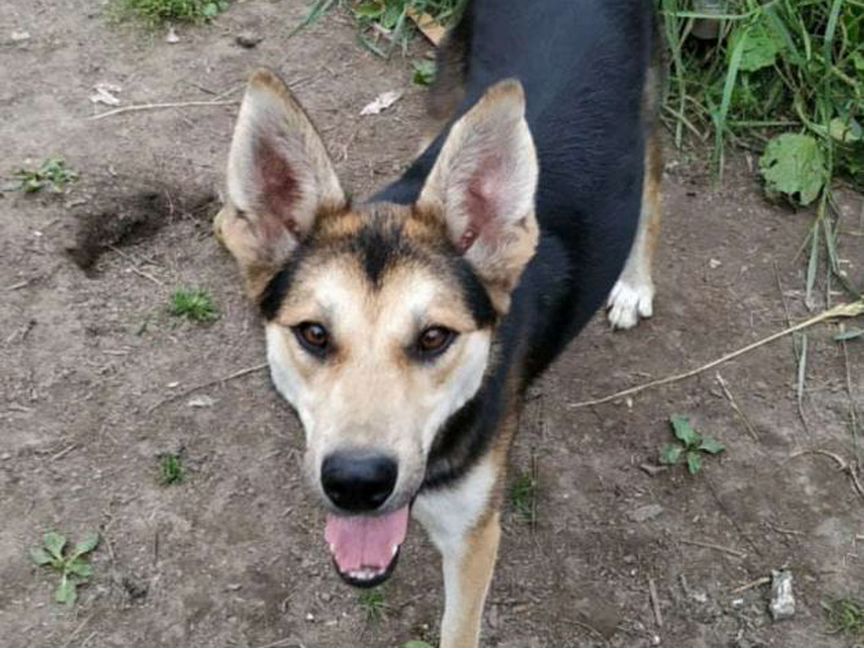 Собака в добрые руки