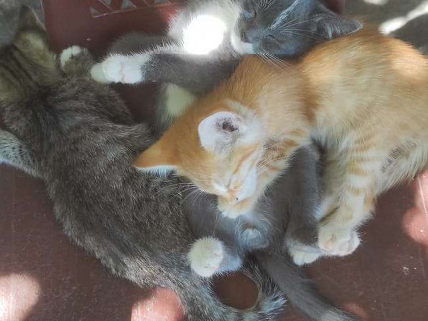 Кошка в дар бесплатно