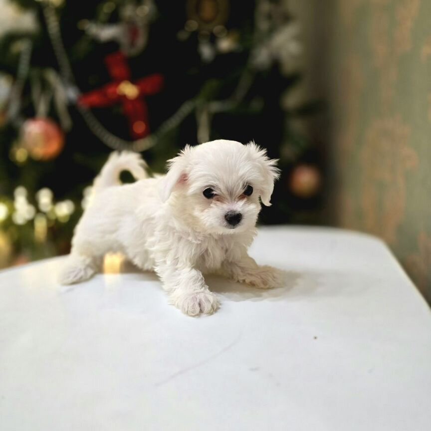 Мальчик Мальтийская болонка/Мальтезе