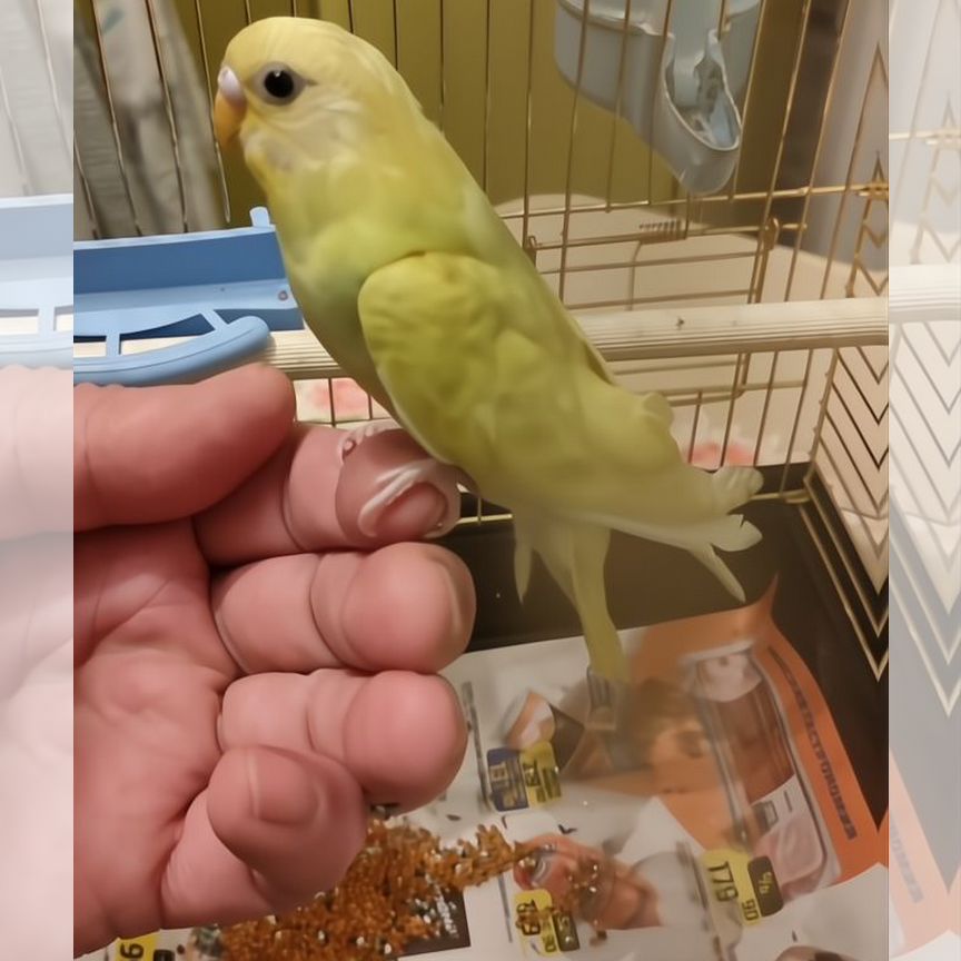 Волнистый попугай