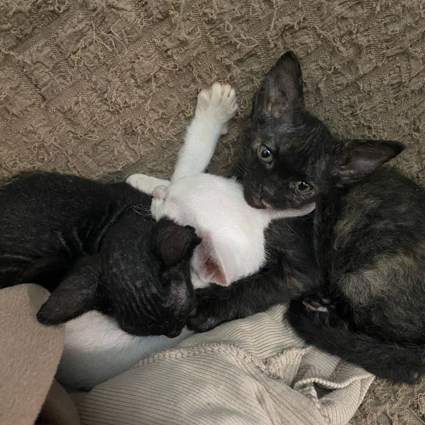 Котики бесплатно