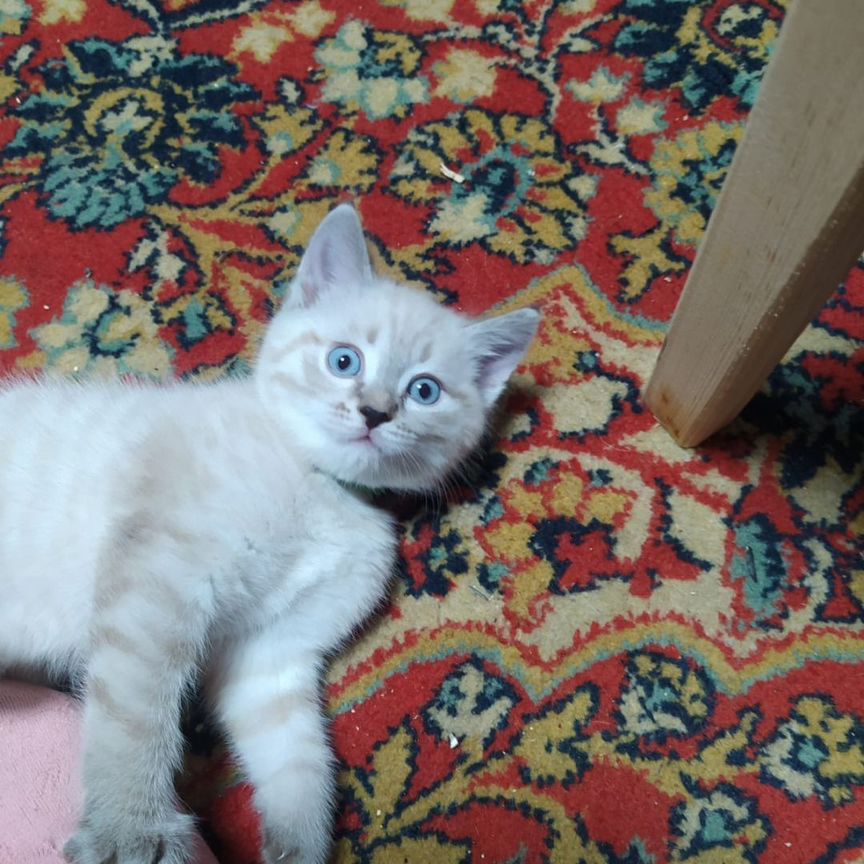 Котенок в добрые руки