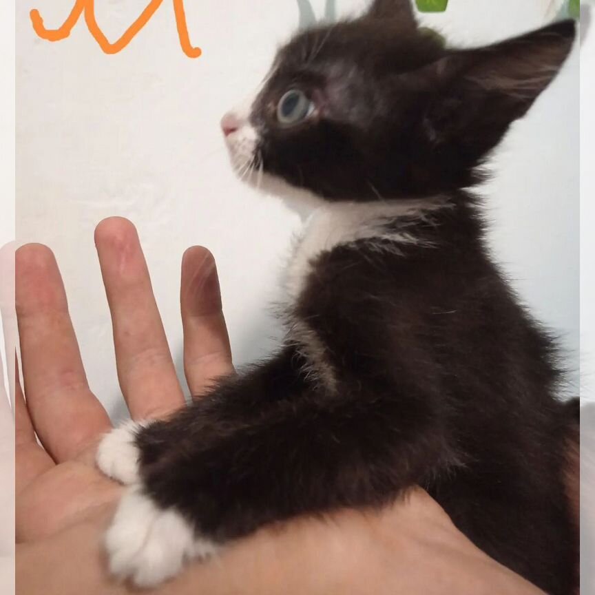 Котёнок в добрые руки
