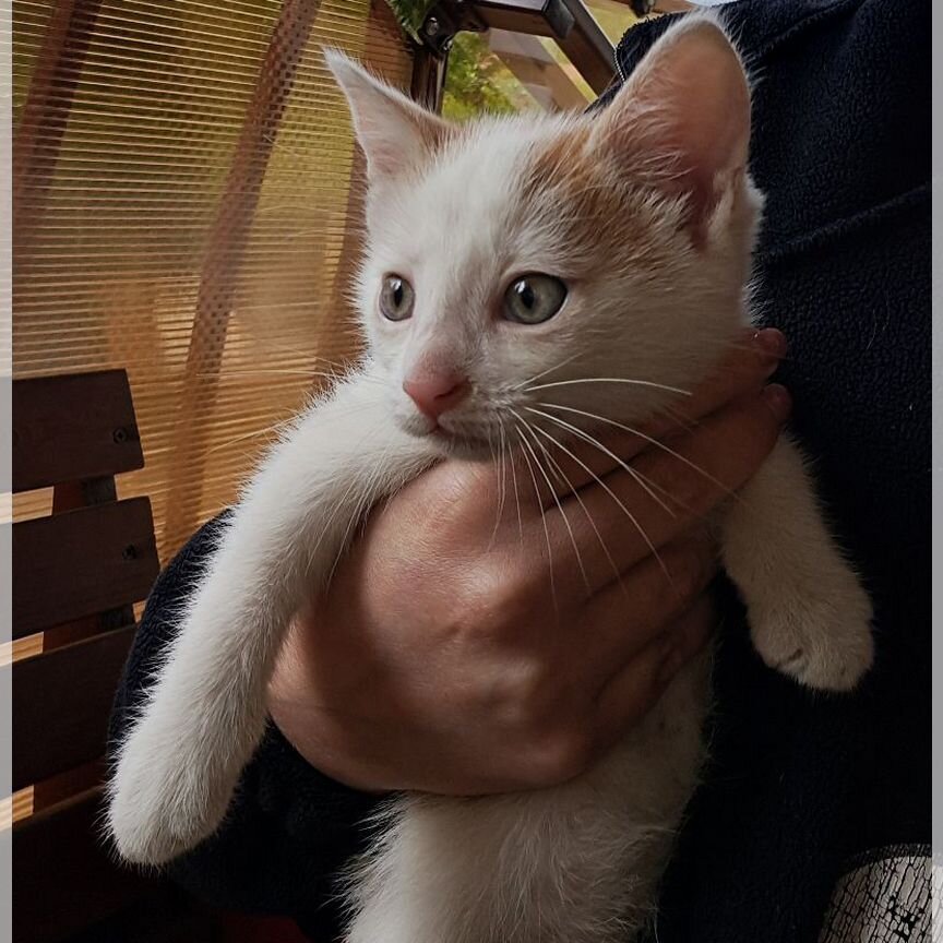 Котенок в добрые руки