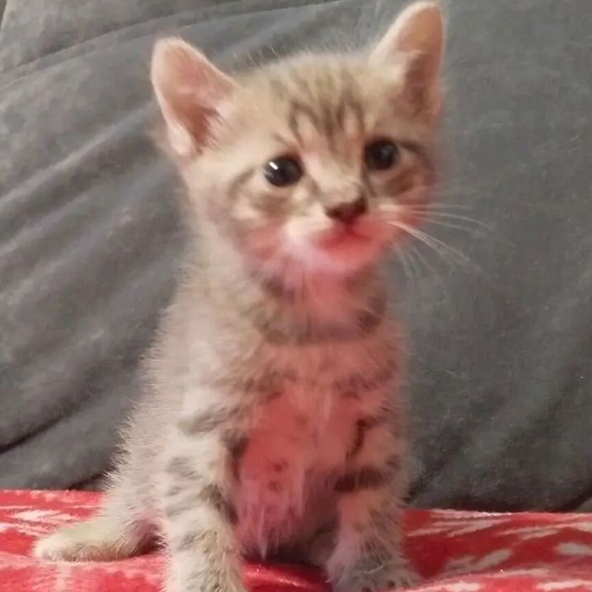 Котёнок в добрые руки