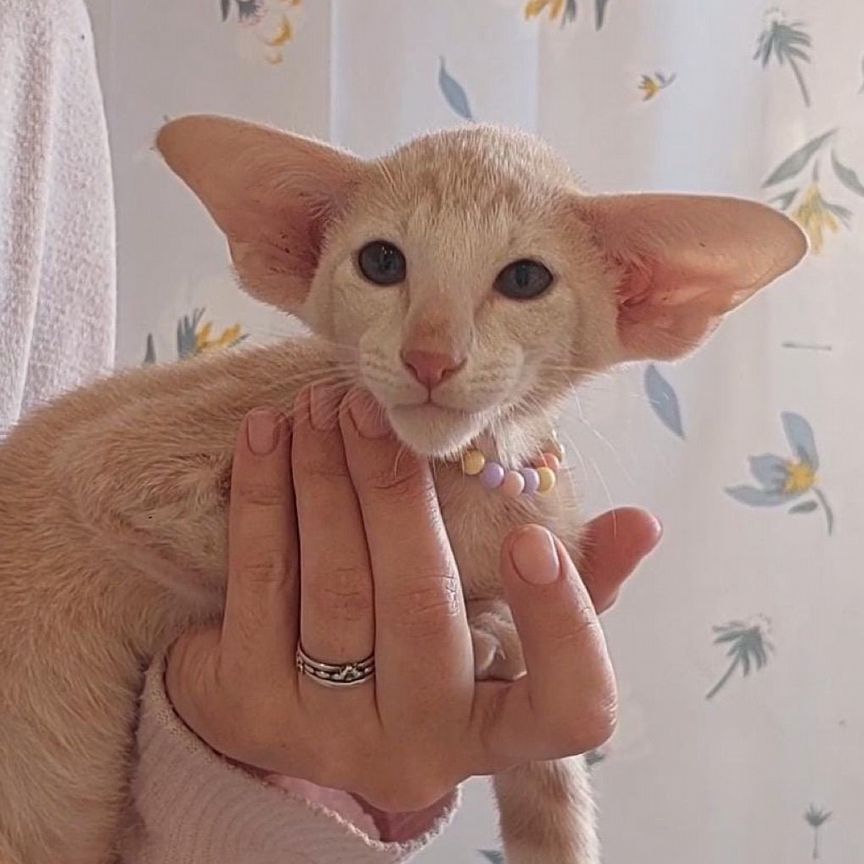 Ориентальные котята экстрим