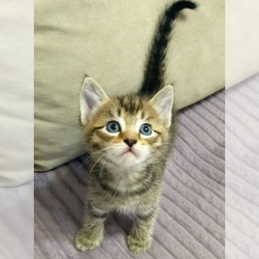 Котята в добрые руки, 1 месяц, уфа