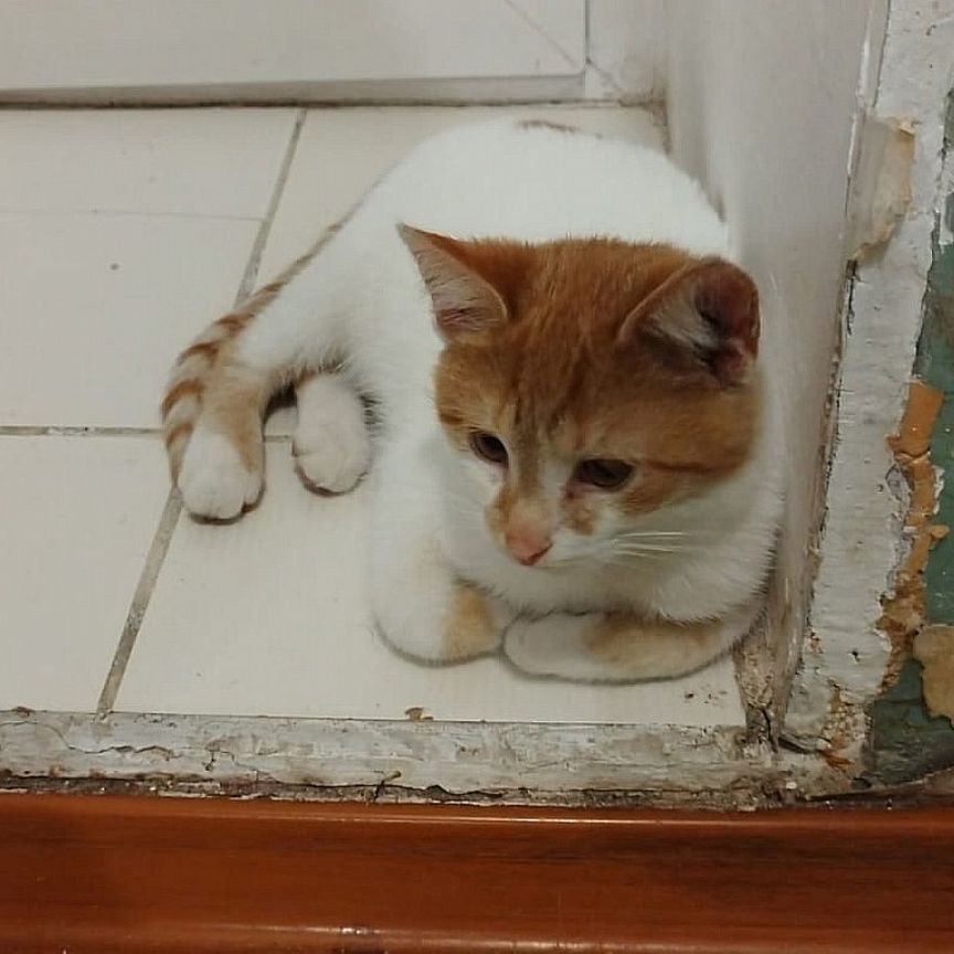 Котёнок в беде. 4-5 мес