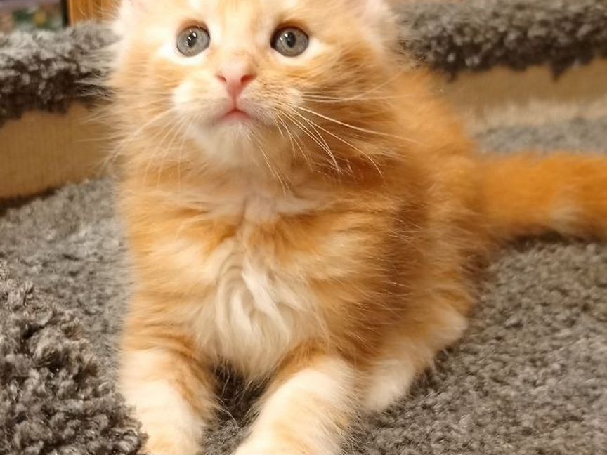 Мейн-кун мальчик красный мраморный серебристый