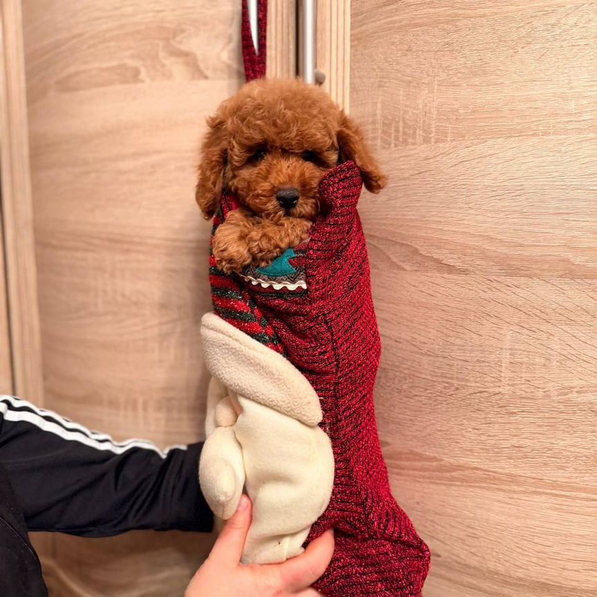 Пудель, щенок