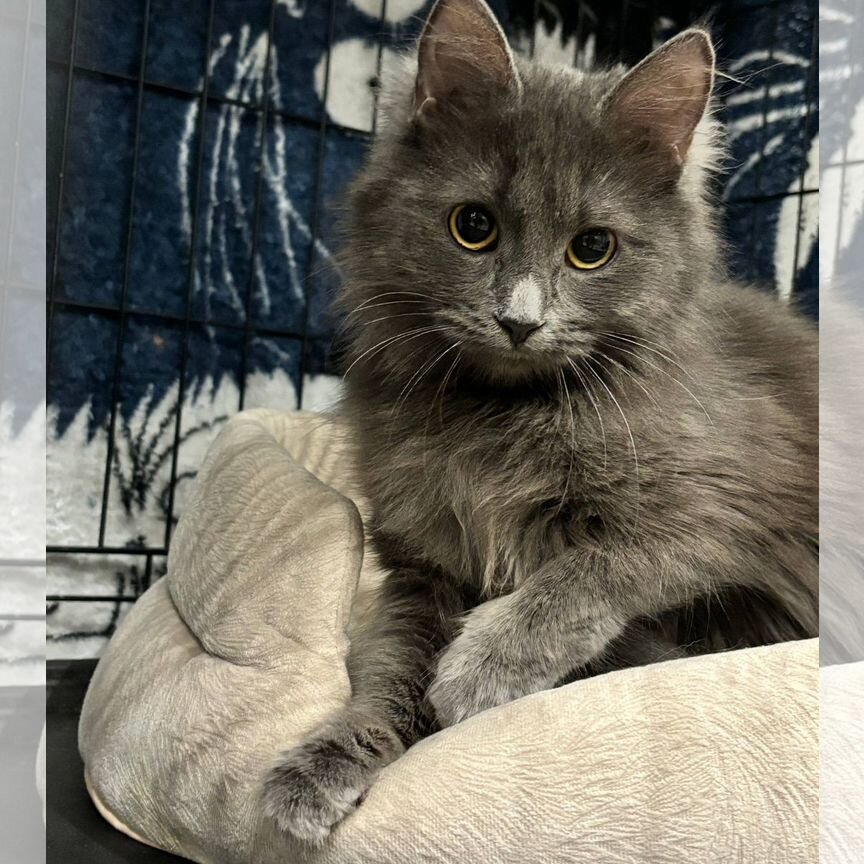 Британская длинношёрстная, взрослая кошка