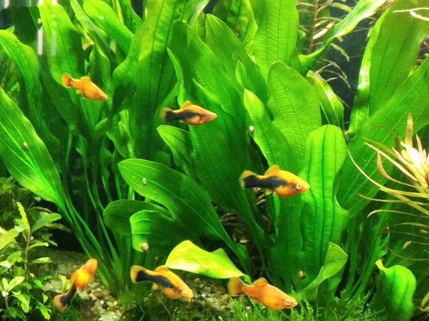 Стайка меченосцев