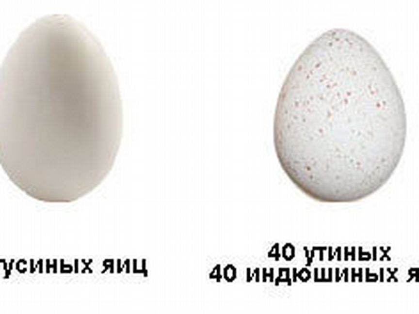 Инкубатор Несушка автоматический на 63 яйца