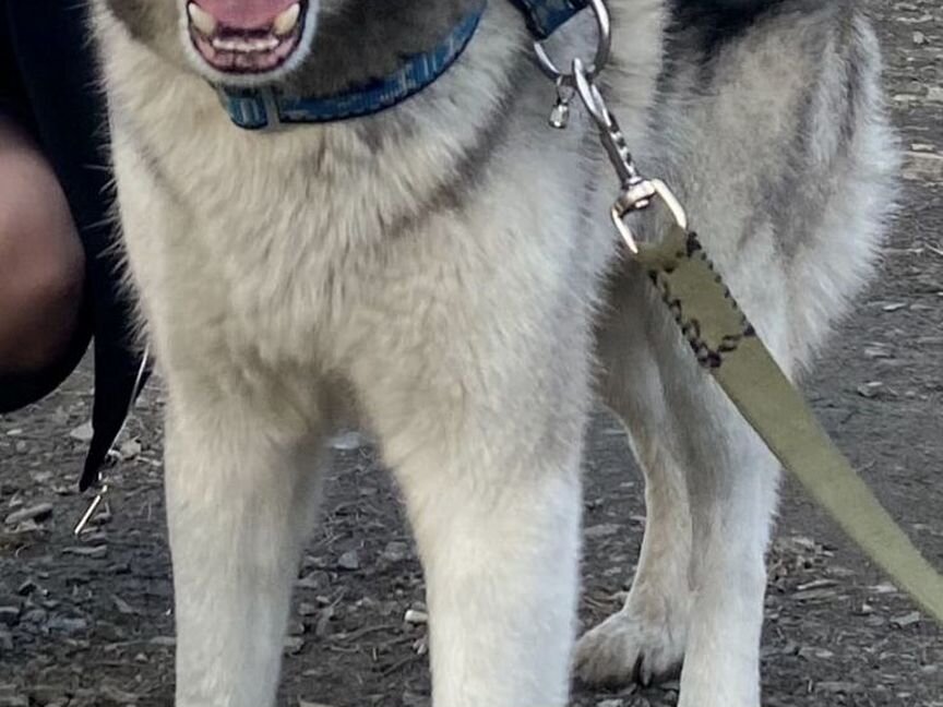 Потерялась собака