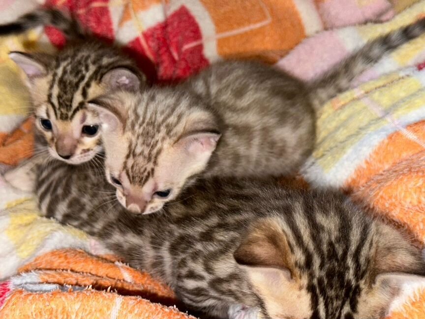 Бенгальские котята