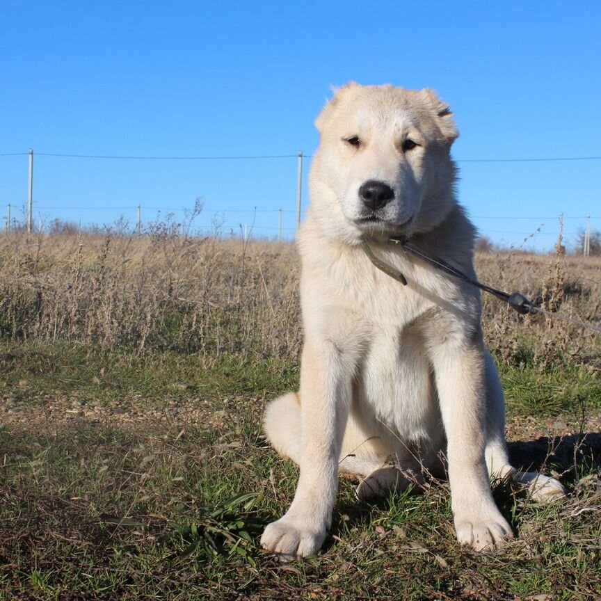 Девочка алабая