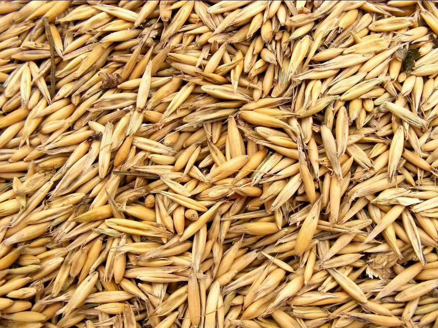 Кормовой овёс, Сахарная свёкла на корм/посев