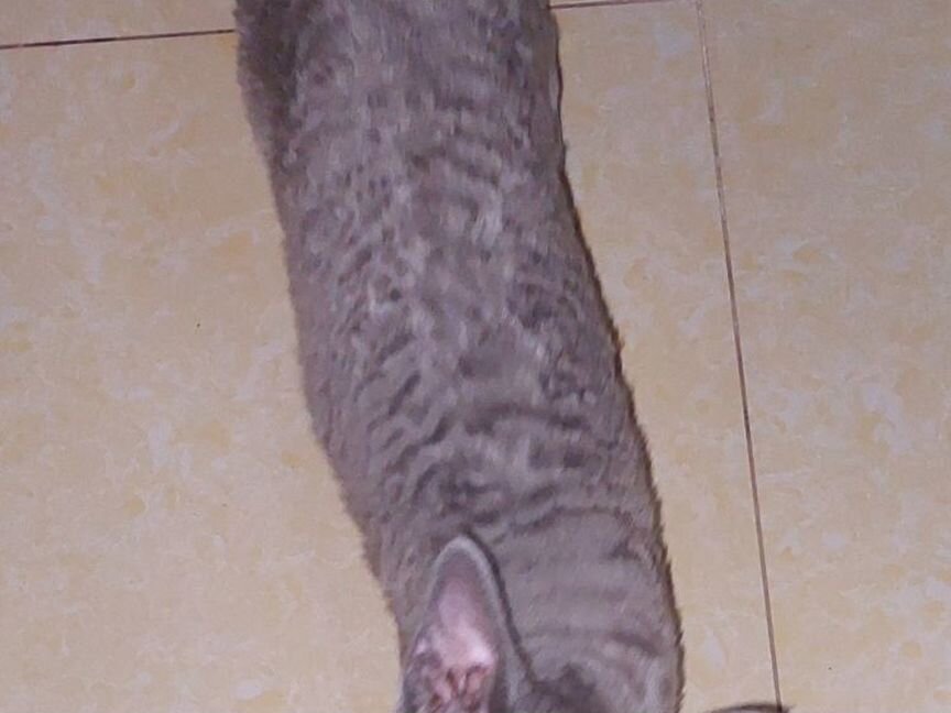 Отдаём котика девон рекса