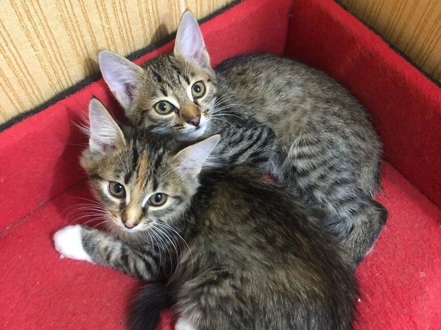 Шотландские котята в добрые руки