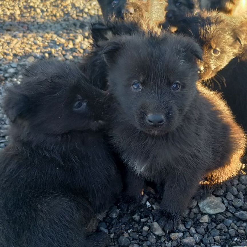 Немецкая овчарка, щенок