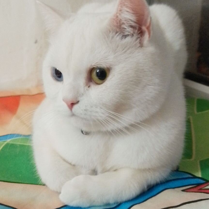 Отдам даром кошку