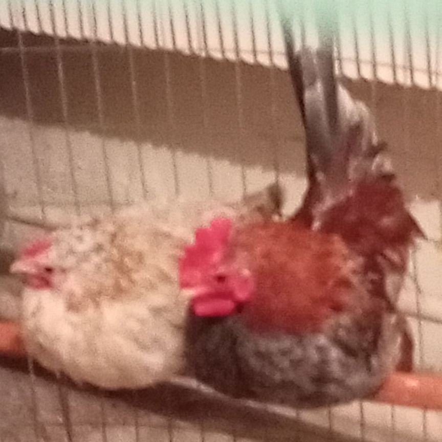 Карликовые куры