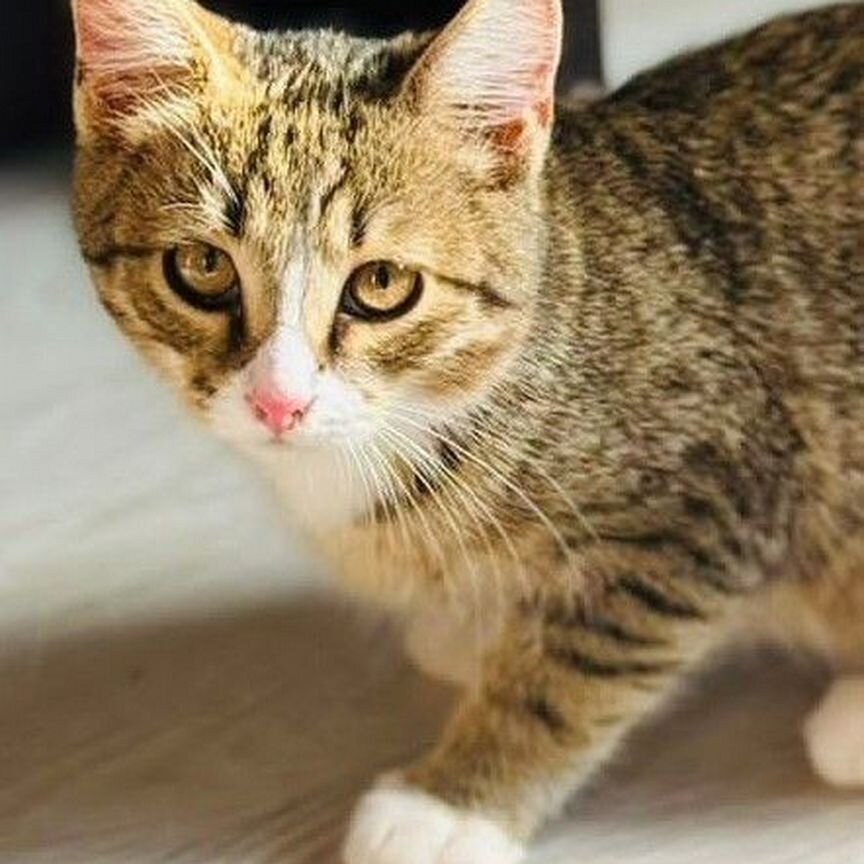 Котенок с печадьным взглядом. Никто не замечает