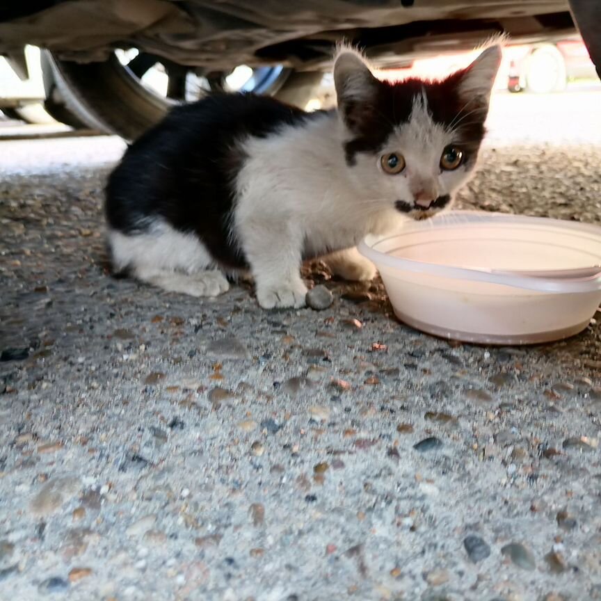 Котёнок ищет передержку или дом