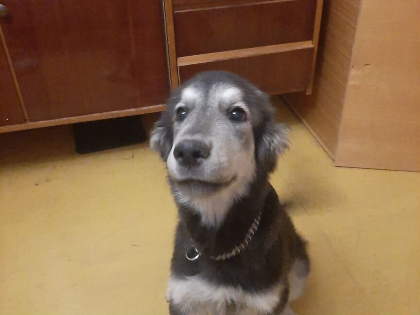 Найдена собака