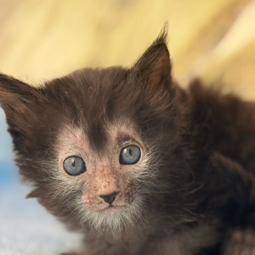 Ликой.Мальчики оборотни