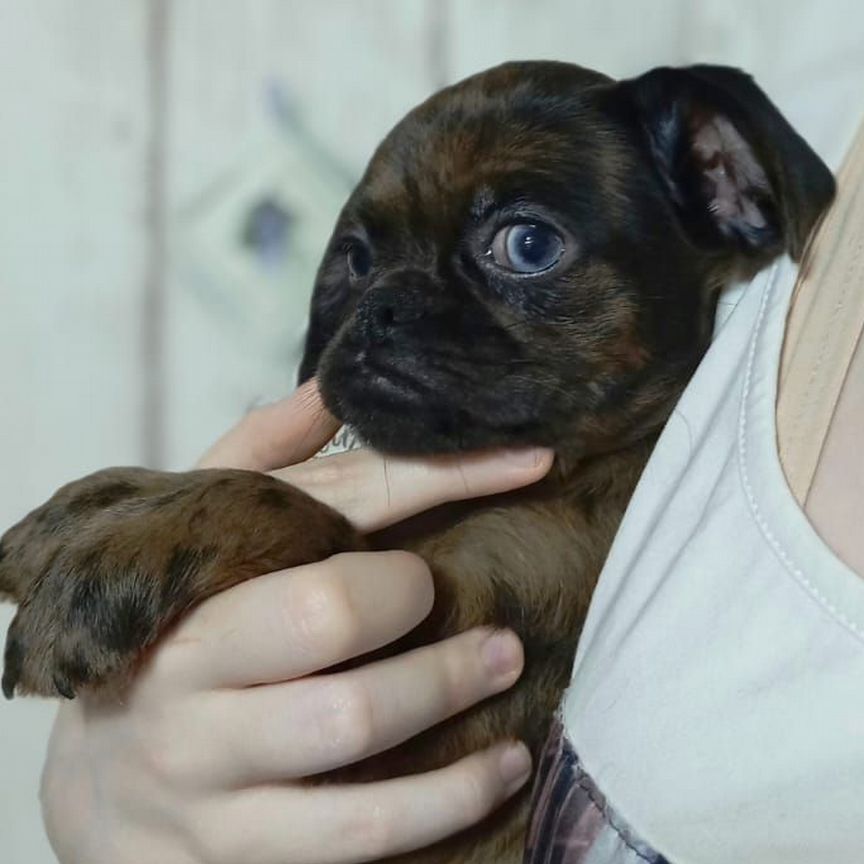 Пти-брабансон, щенок