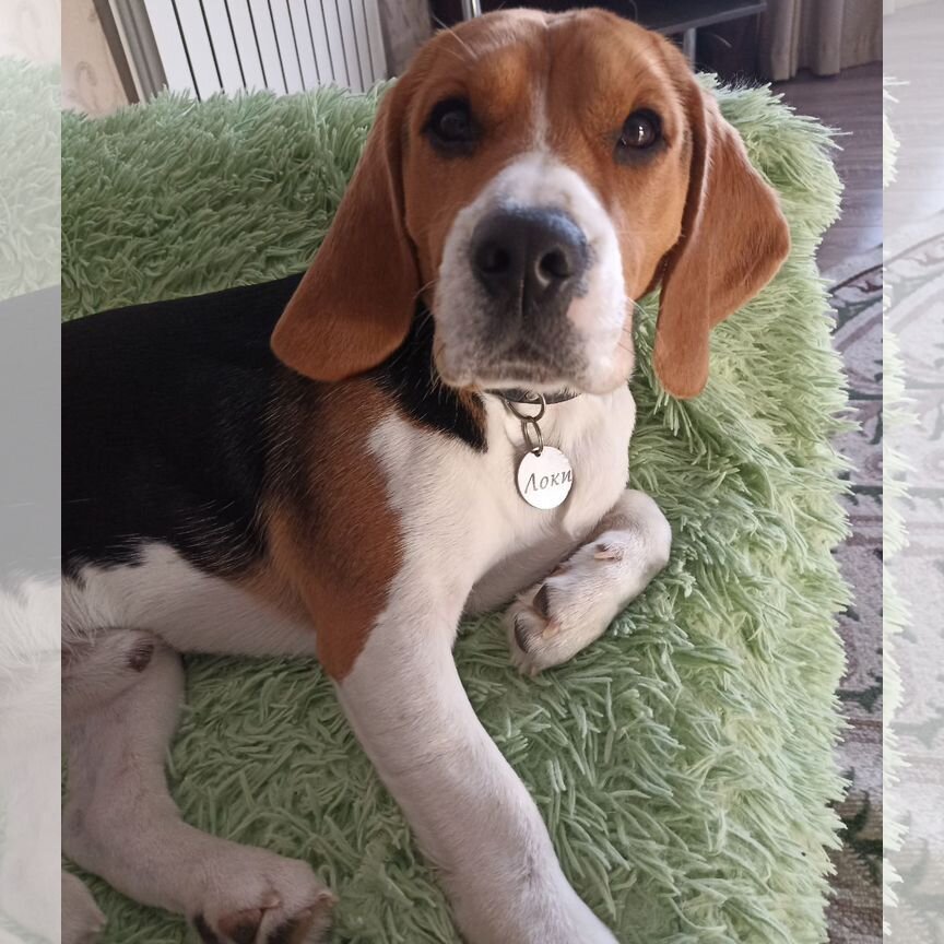 Бигль, вязка