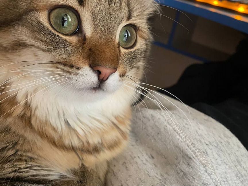 Кошка-кот трёхцветное существо