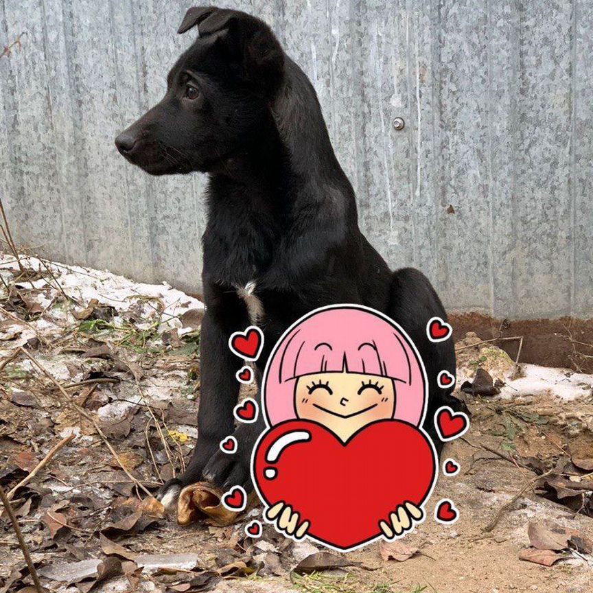 Щенки на счастье