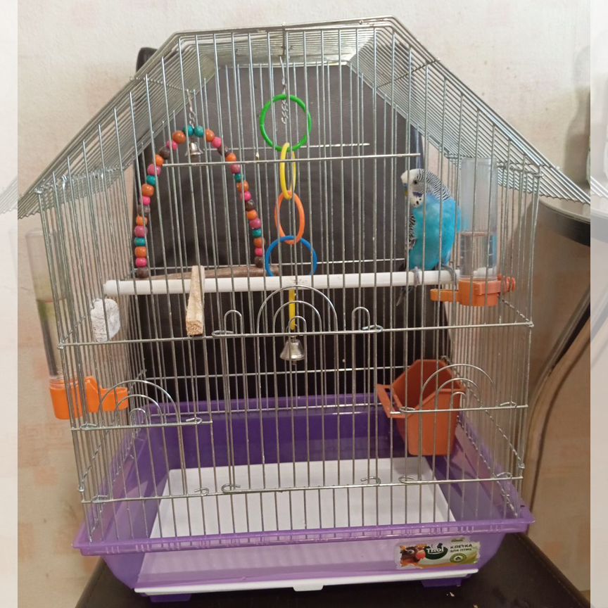 Волнистый попугай самец