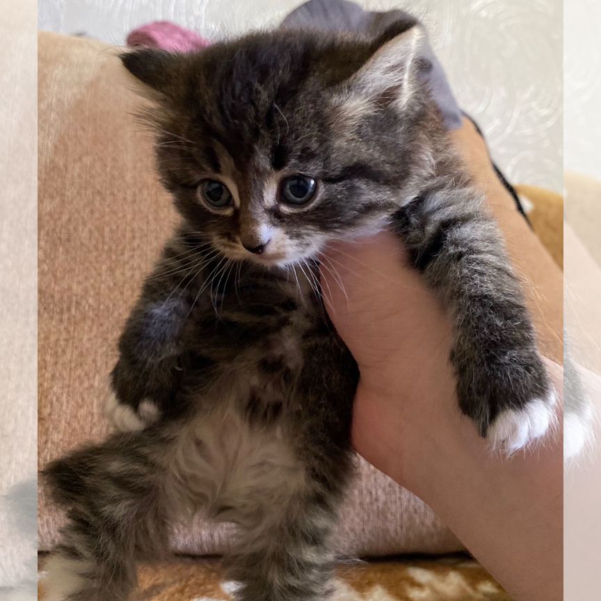 Котенок мальчик