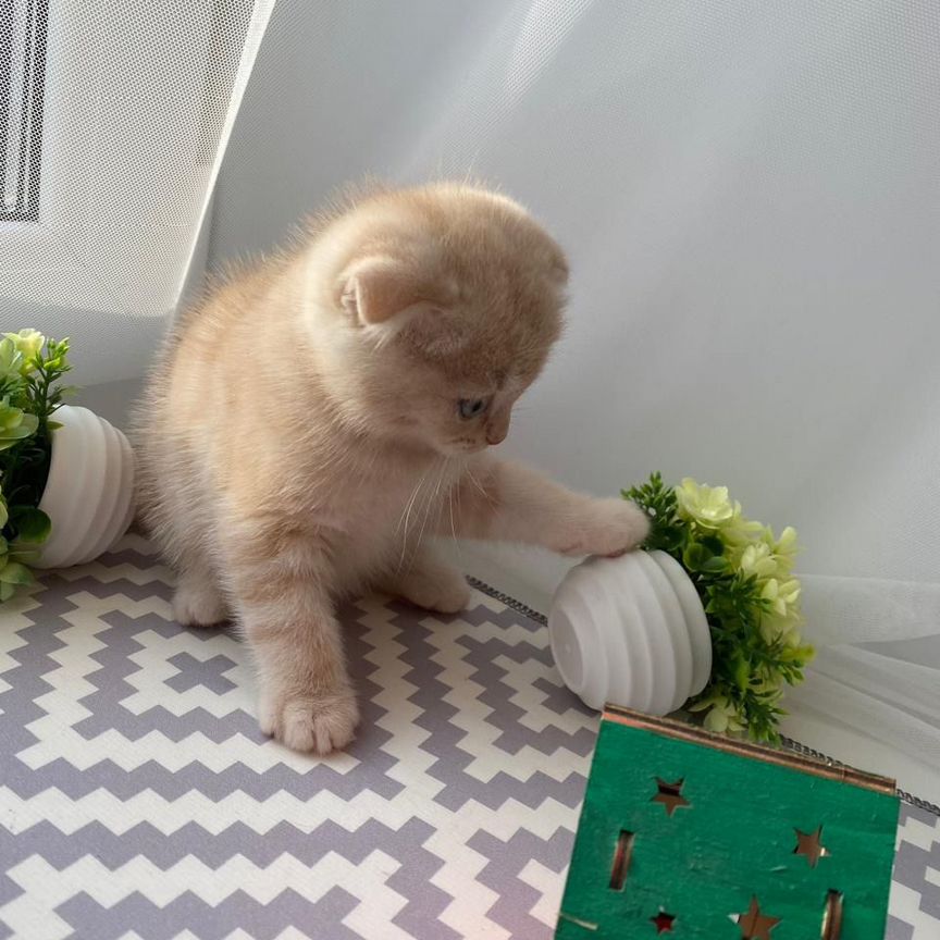 Шотландские котята