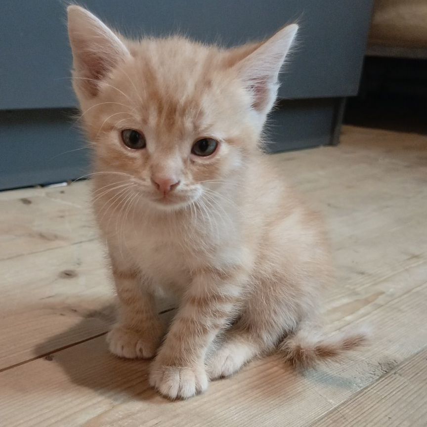 Котята в добрые руки даром бесплатно