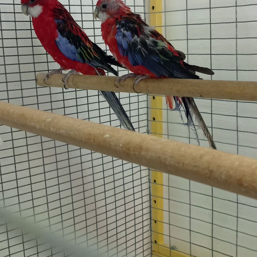 Попугай розелла