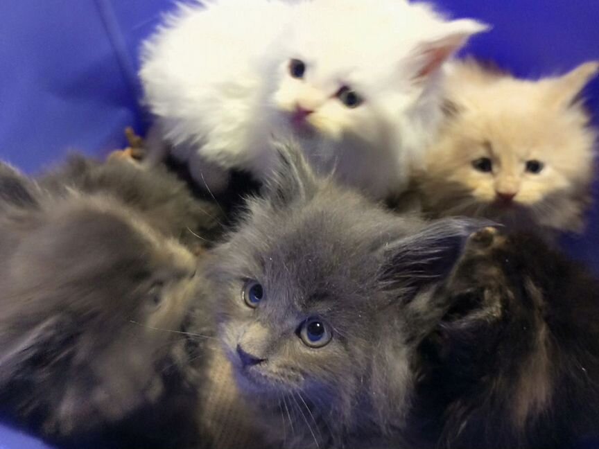 Котята