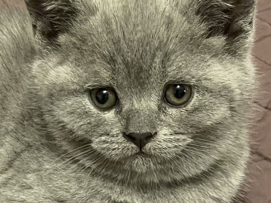 Шотландские вислоухие котята серые