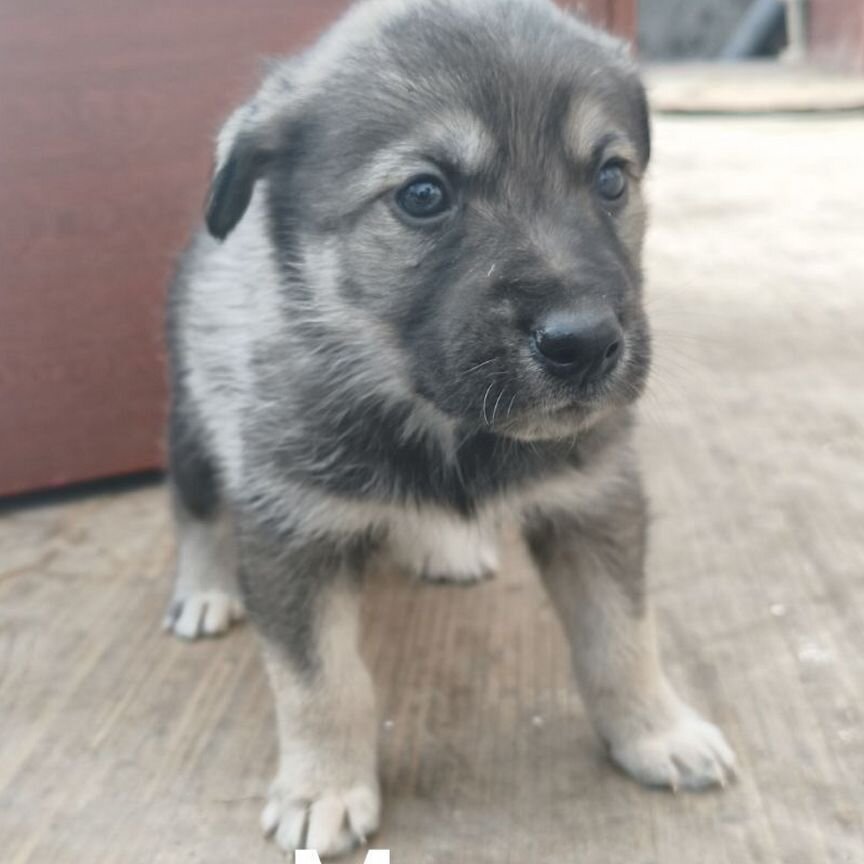 Щенок в добрые руки