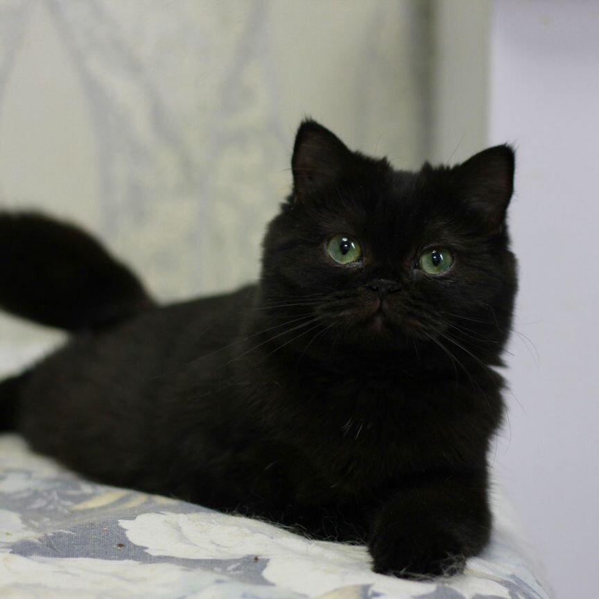 Британская девочка Багира