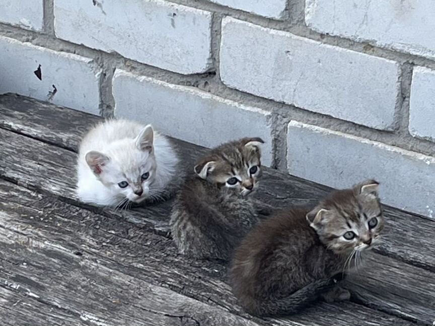 Кошка в дар бесплатно