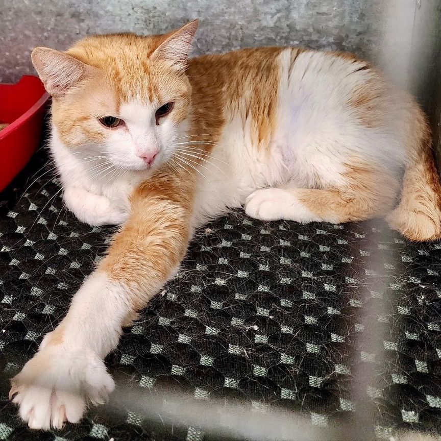 Взрослая, Девочка кошка в добрые руки