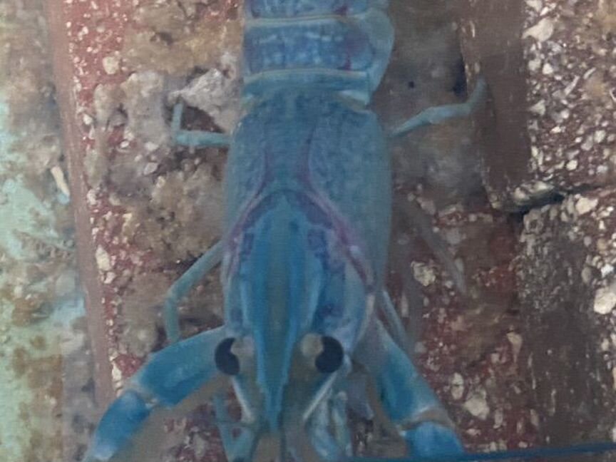 Австралийский рак