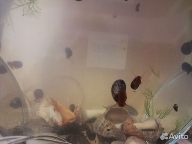 Улитки аквариумные