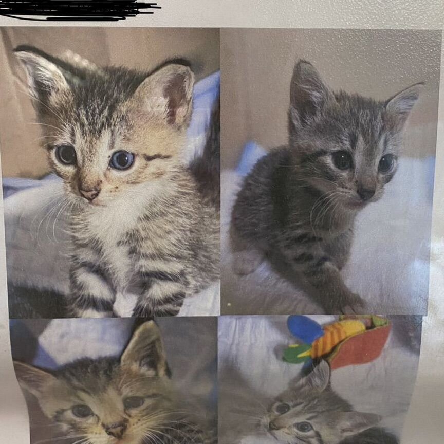 Котята в добрые руки