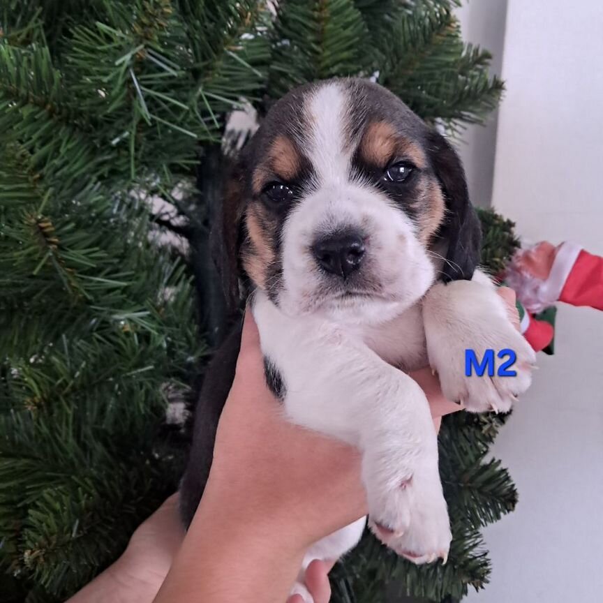 Бигль, щенок